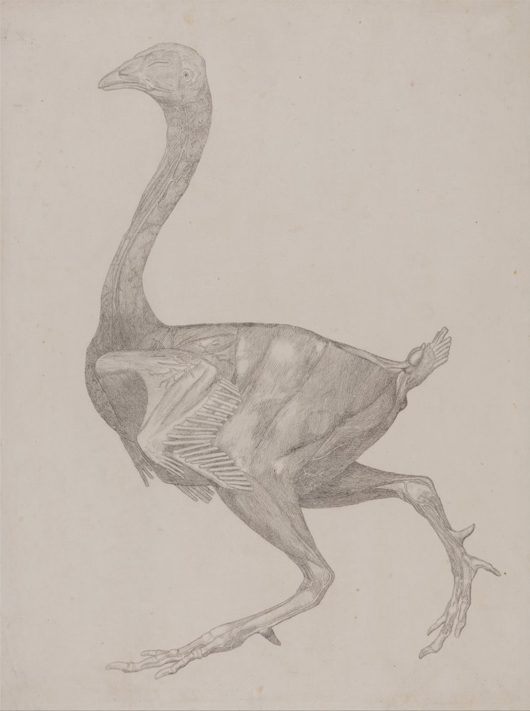 Vergelijkende anatomische expositie van de structuur van het menselijk ...