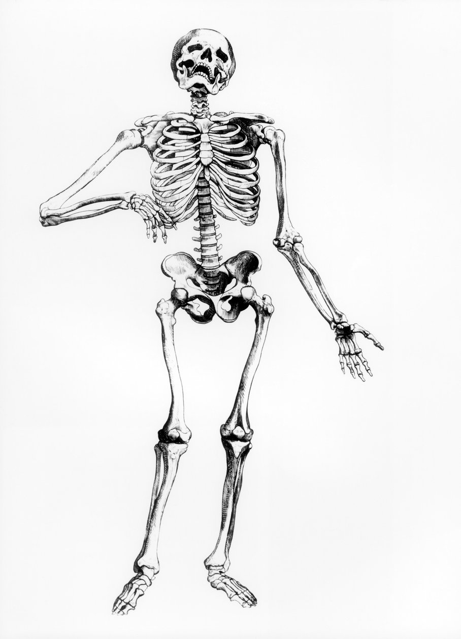 Menselijk Skelet Anatomie Tekening