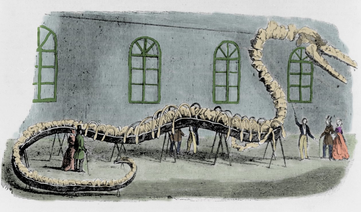 Dr. Albert C. Koch's nepzeeslang. Het skelet was gemonteerd met botten ...